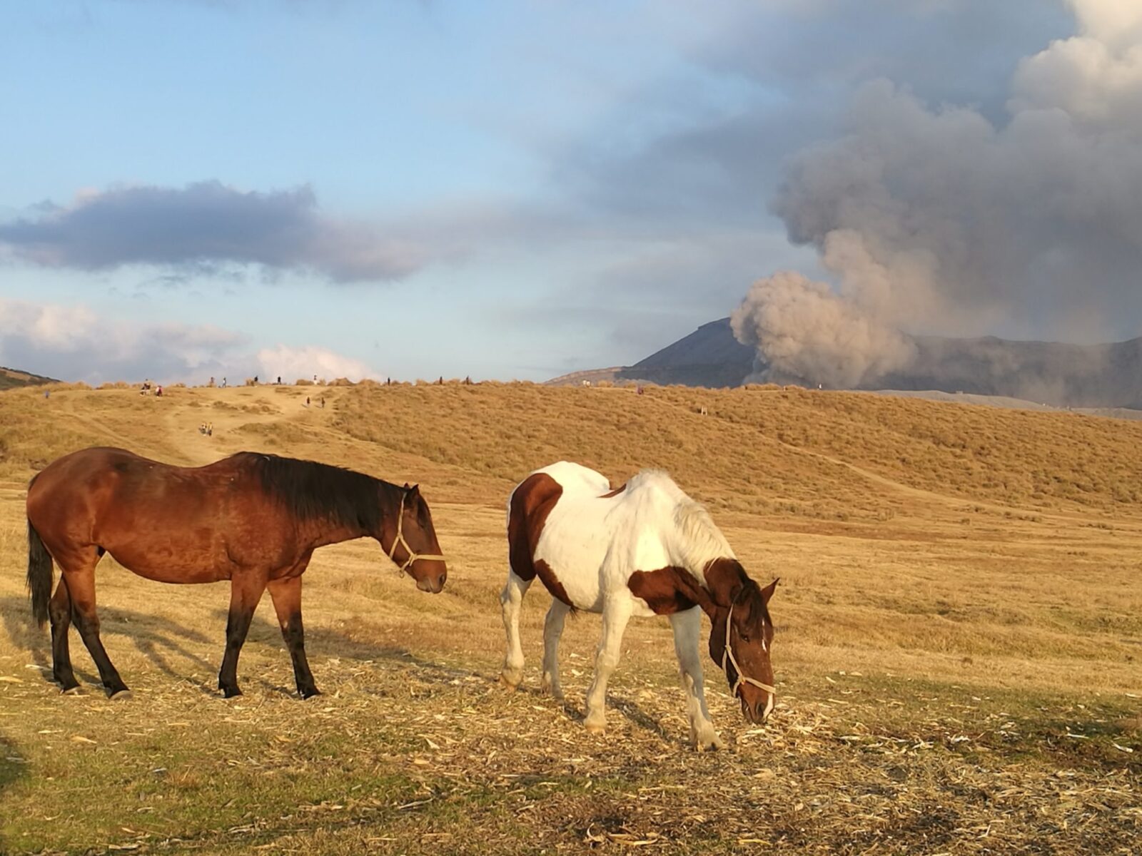 Explore Kumamoto information, places, tours & more