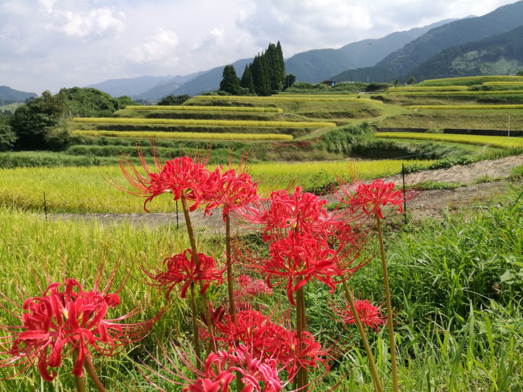 Explore Kumamoto information, places, tours & more
