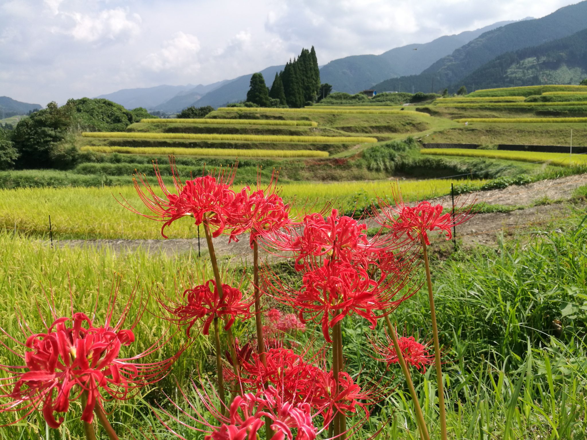 Explore Kumamoto information, places, tours & more